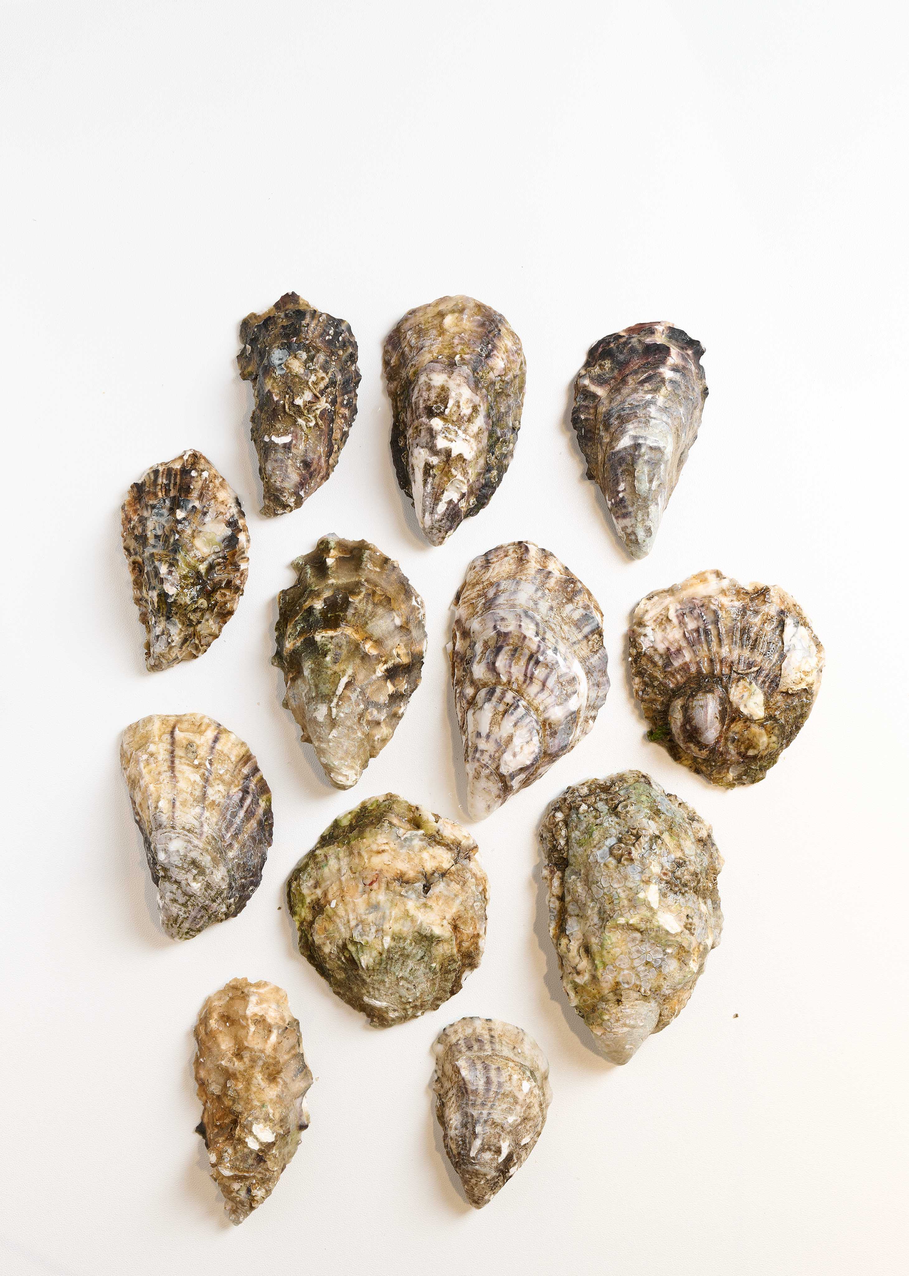 13th World Oyster Festival [EXTENDED] | Greenwood Fish Market